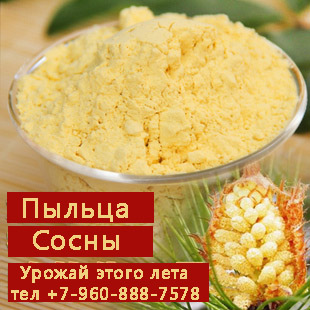 Пыльца сосны натуральная, цена 1400р купить онлайн